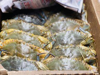 EXTRA Large Soft Shell Blue Crab | Your One Stop Seafood Shop